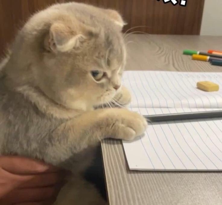 Studying Cat Meme