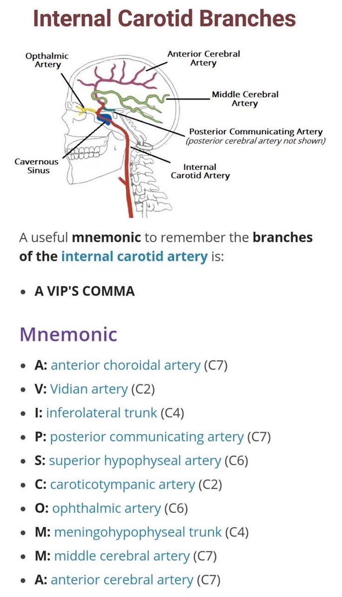 Branches Of Internal Carotid Artery
