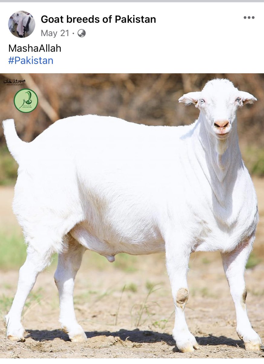 Pakistani Goat Breeds