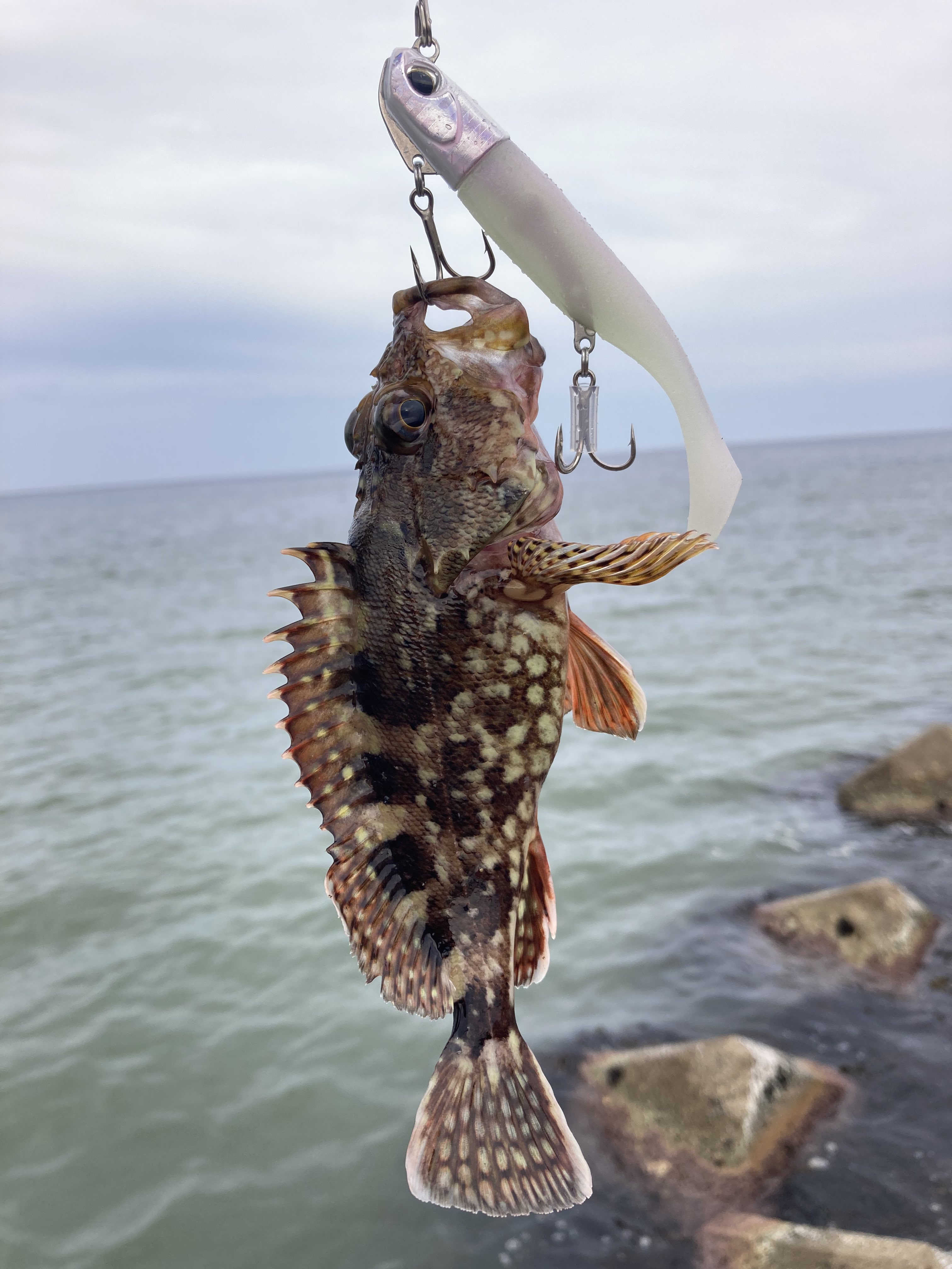 みや。 (@miya_r38) / Twitter