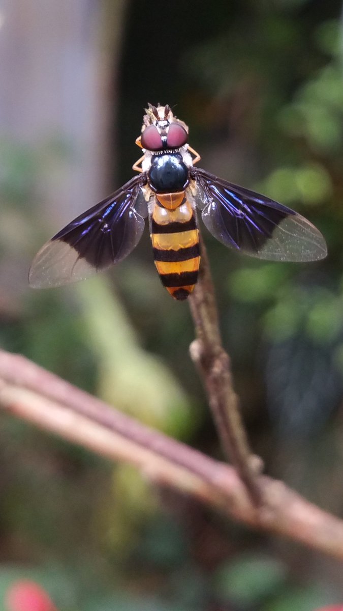 Kanchana on Twitter: "The sky was cloudy when I saw this hoverfly resting on a guava twig #photo ...