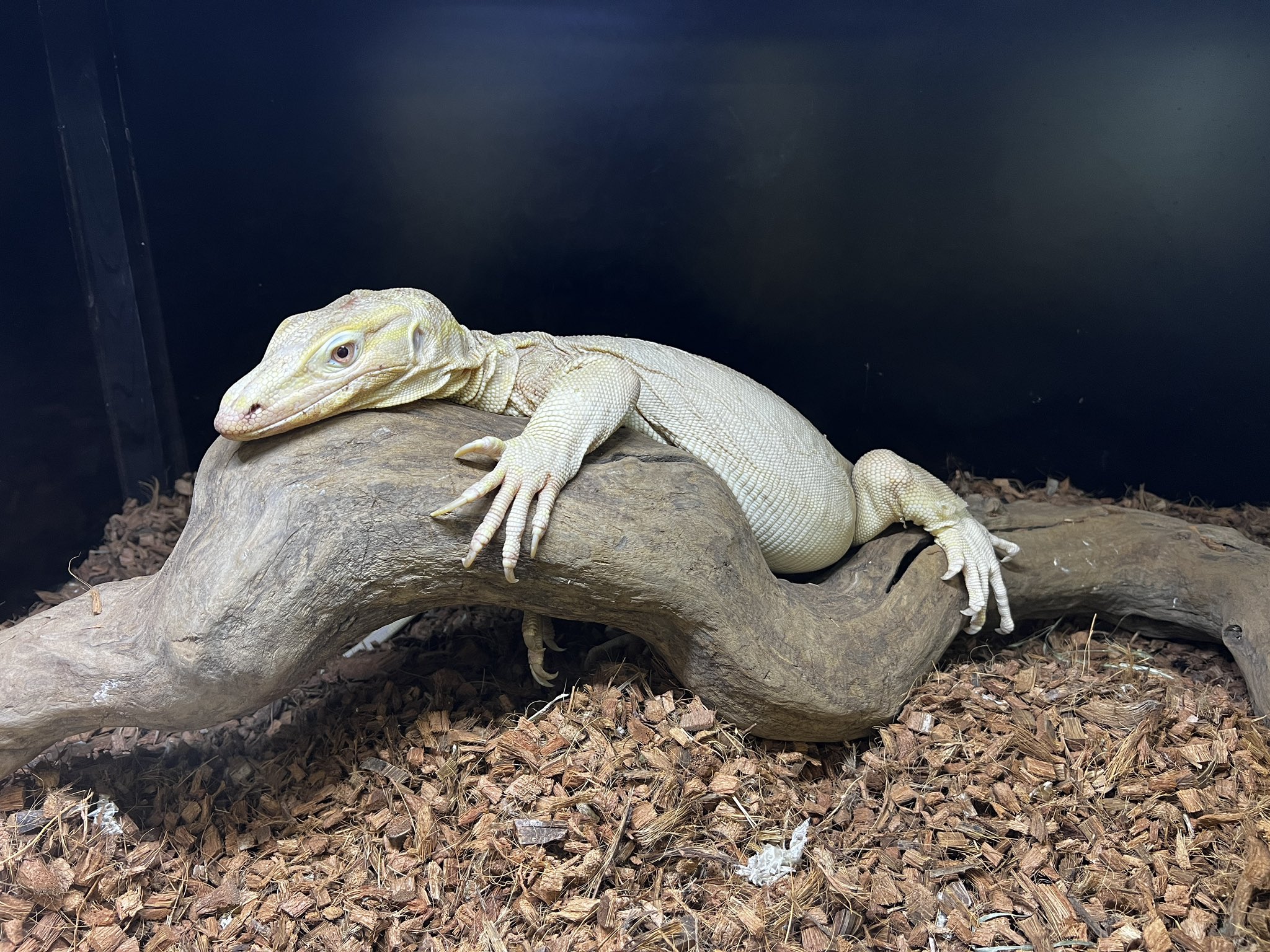Leucistic Nile Monitor