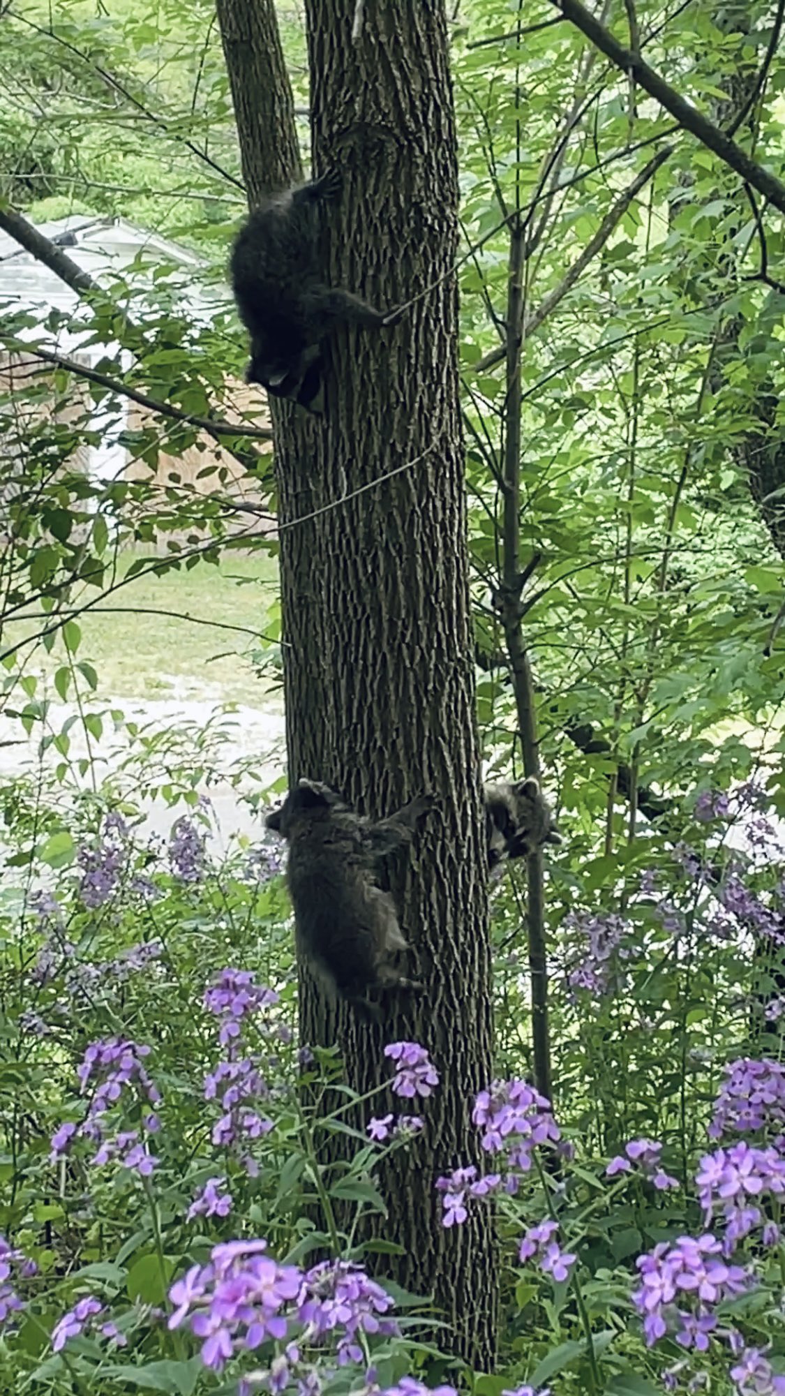 TW Pornstars - Ruby Rapture OF: /RubyandKiwi. Twitter. Sweet little ...