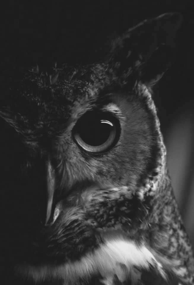 Owl Tumblr Photography