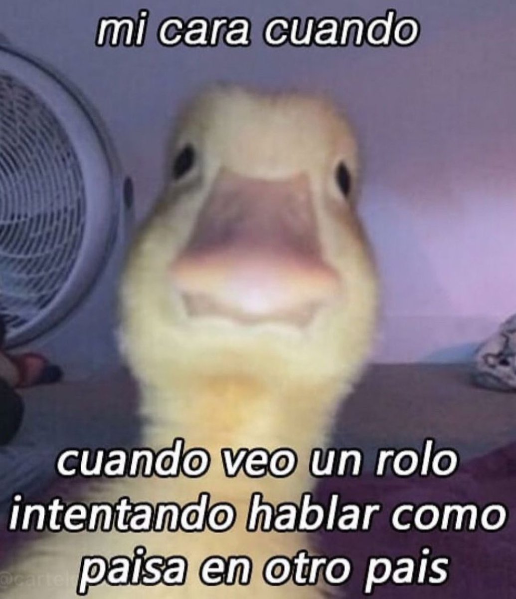 Cara Cara De Pato Meme Cara De Pato. Pequeña Mascota Linda Del Pato.