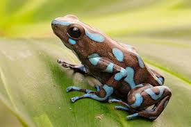 Msit wa Amazon unatajwa km msitu wenye utajiri wa rasilimali nyingi ...