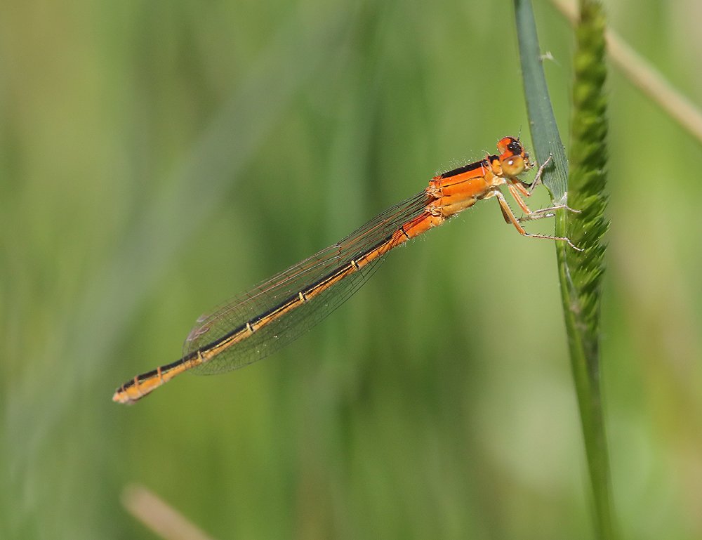Steve Seal on Twitter: "Scarce Blue-tailed Damselfly female Cheshire . https://t.co/QxtXUfO5Nq ...