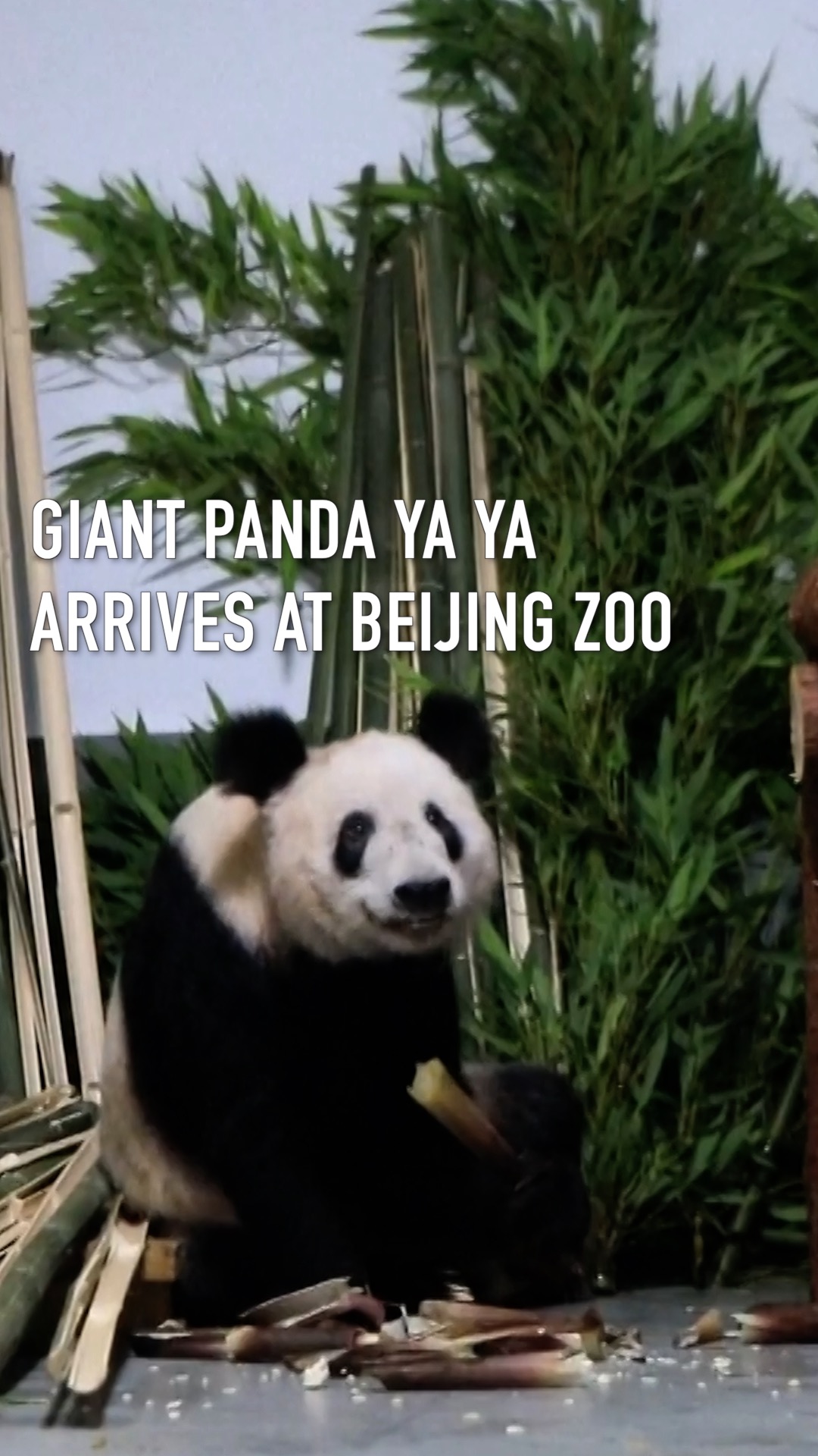 Panda Funny Meme