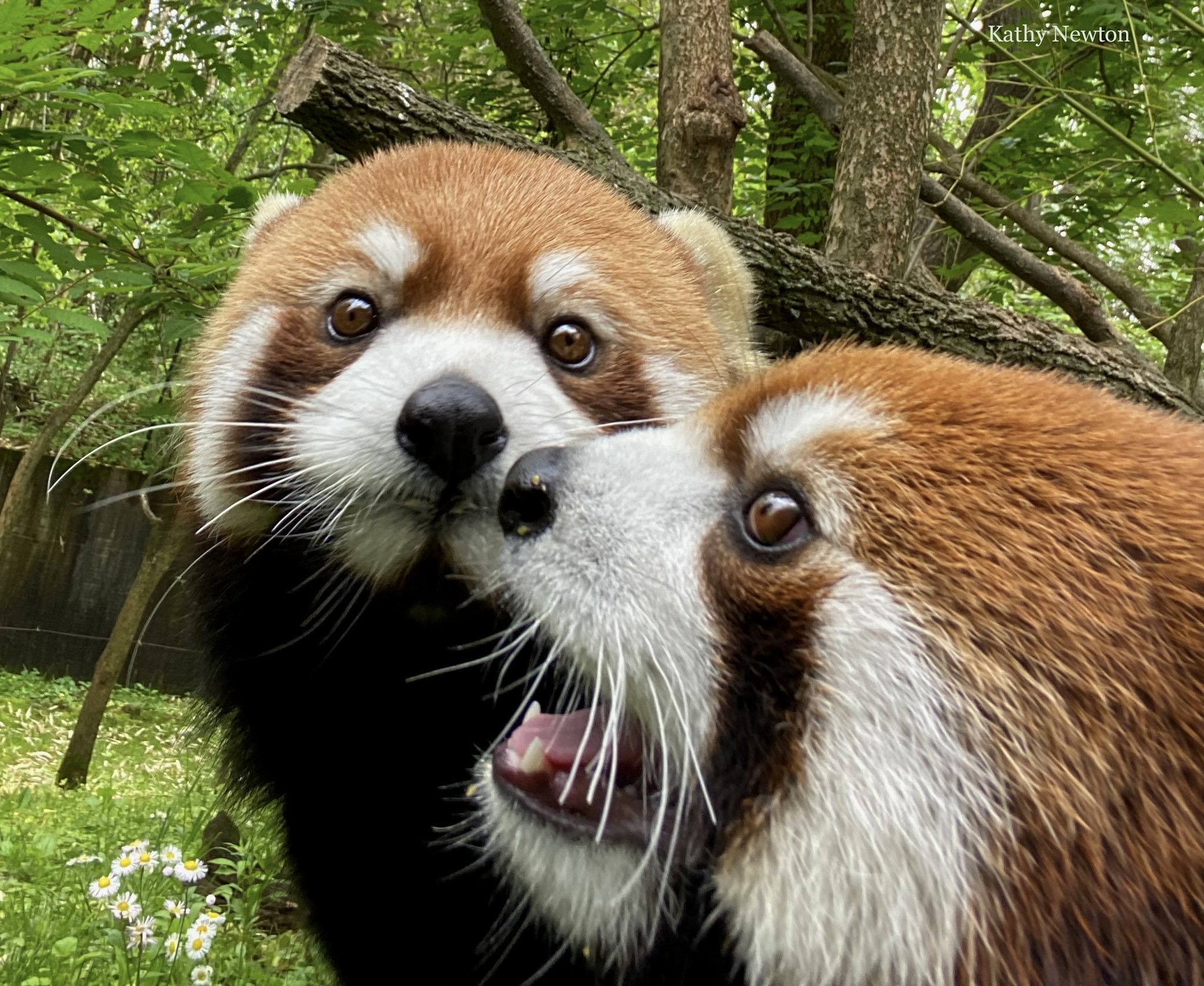 Red Pandas Kissing