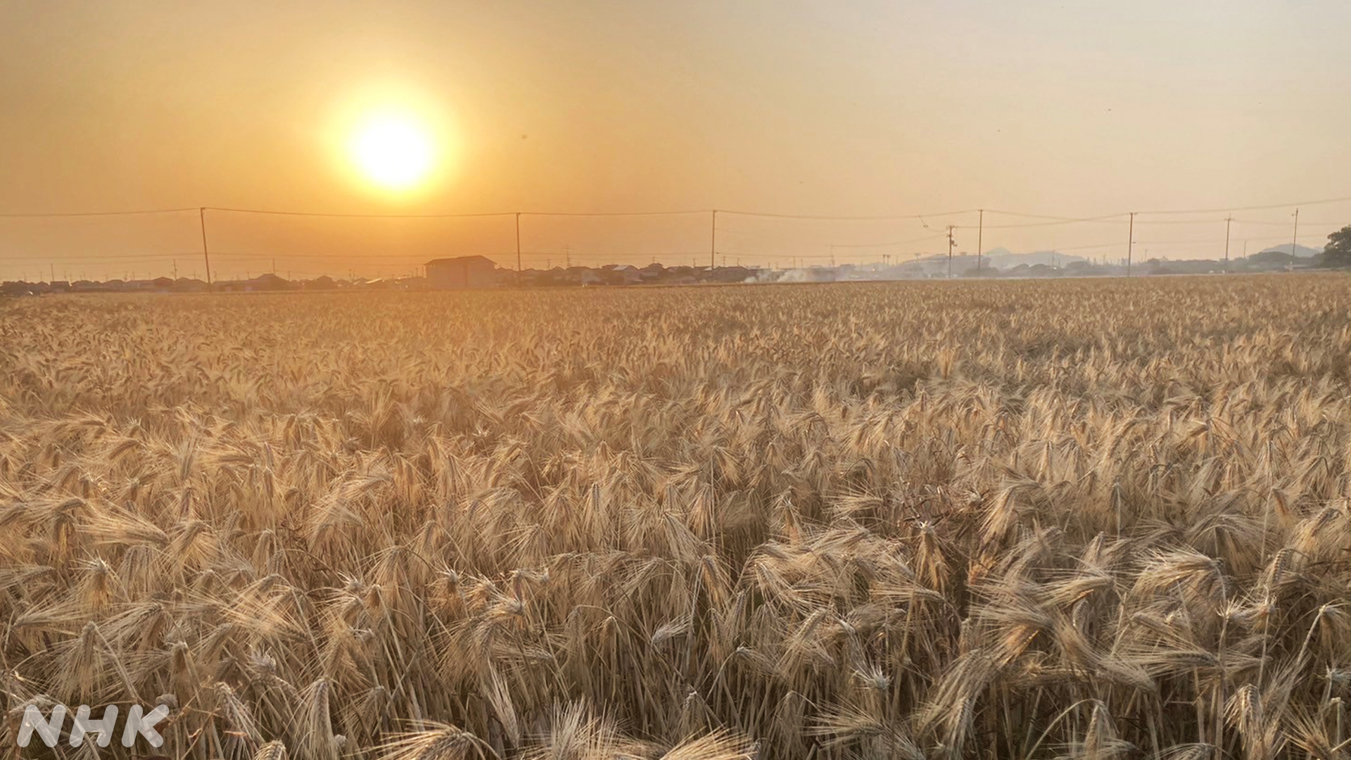 NHKラジオニュース on Twitter: "#マイあさ 松前町で、はだか麦を生産している田中さんの畑です。 夕方が美しく、おすすめの時間帯だそうです。 https://t.co ...
