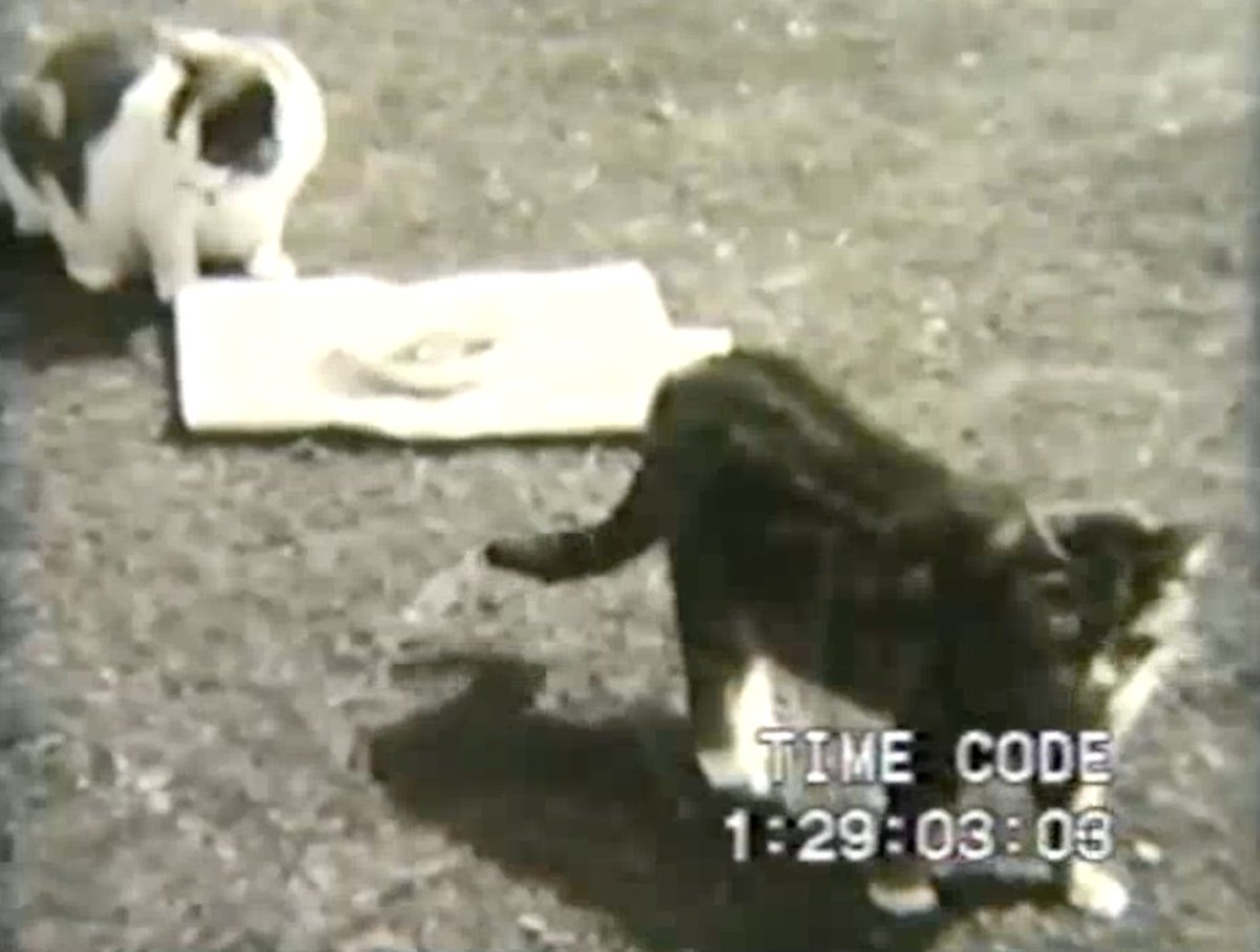 Minamata Disease Cats