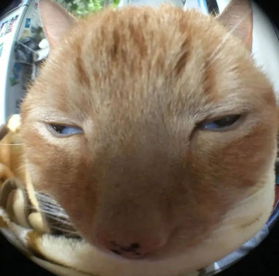 馃惐 Gatitos que curan tu depresi贸n 馃惐 (@gatitos_qctd) / Twitter 馃惐 Gatitos que curan tu depresi贸n 馃惐 (@gatitos_qctd) / Twitter