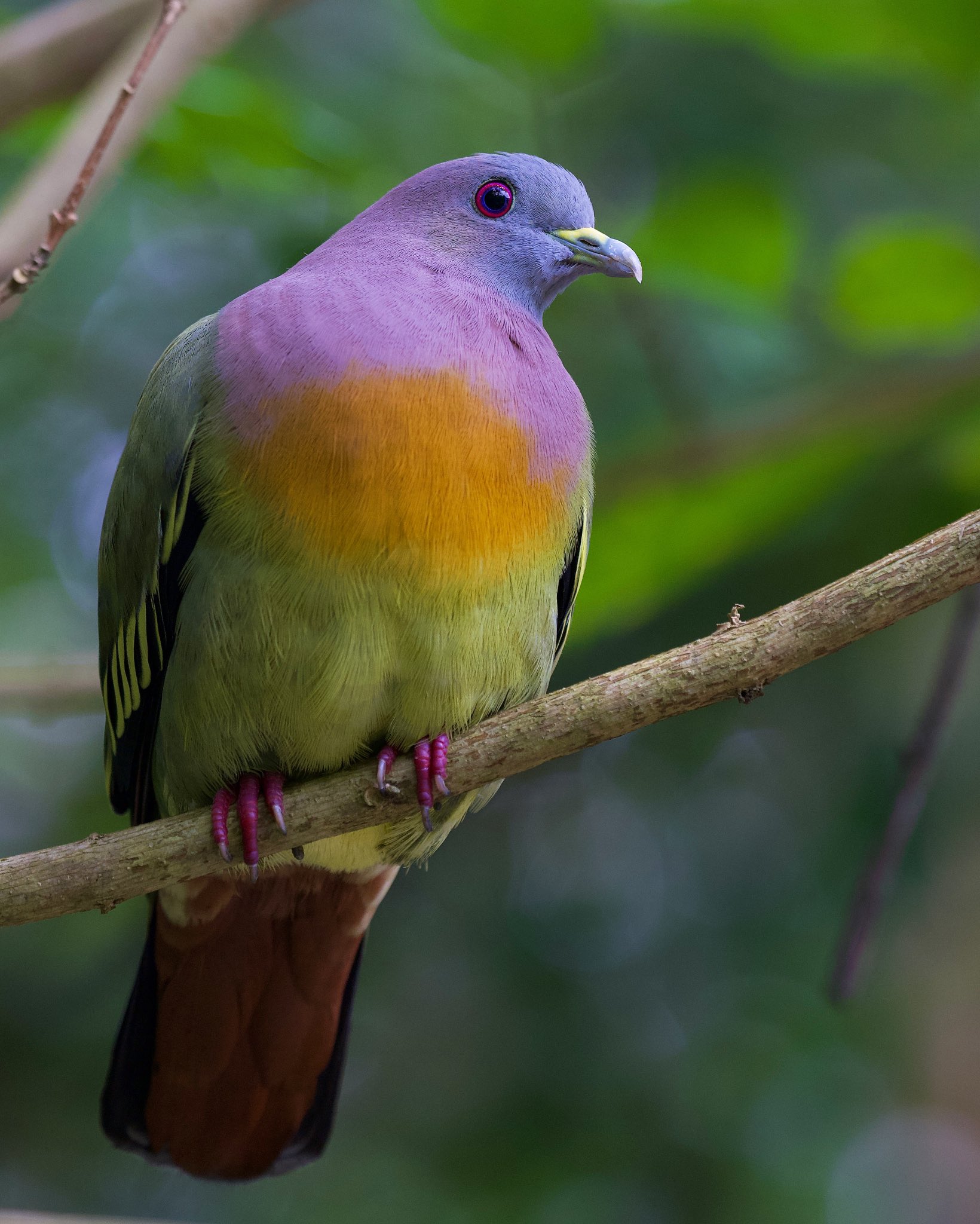 Pink Necked Green Pigeon