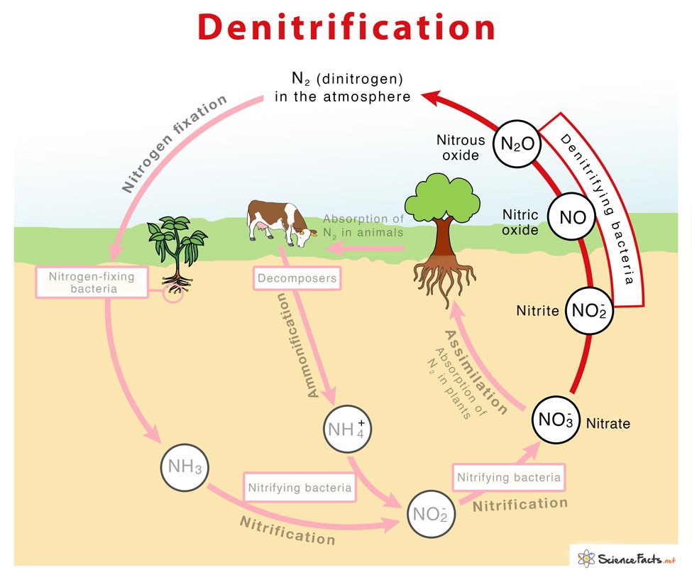Complex Nitrogen Cycle Diagram