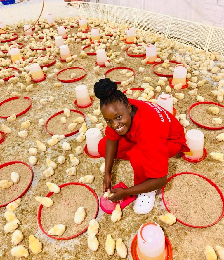 👉 To succeed in poultry farming, it's advisable to begin on a small ...