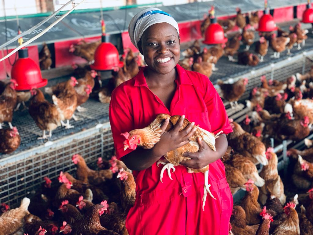 👉 To succeed in poultry farming, it's advisable to begin on a small ...