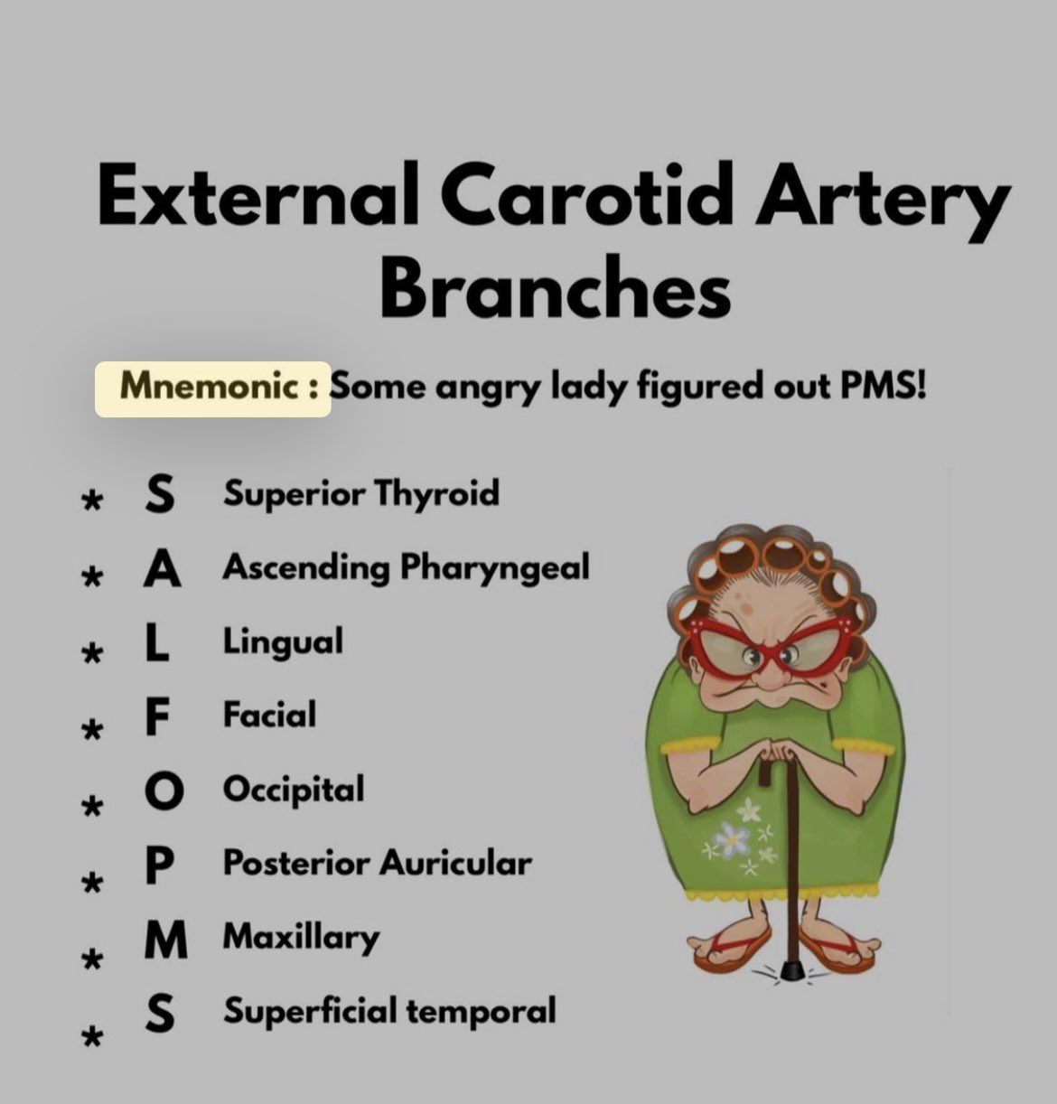 Branches Of External Carotid Artery Mnemonic