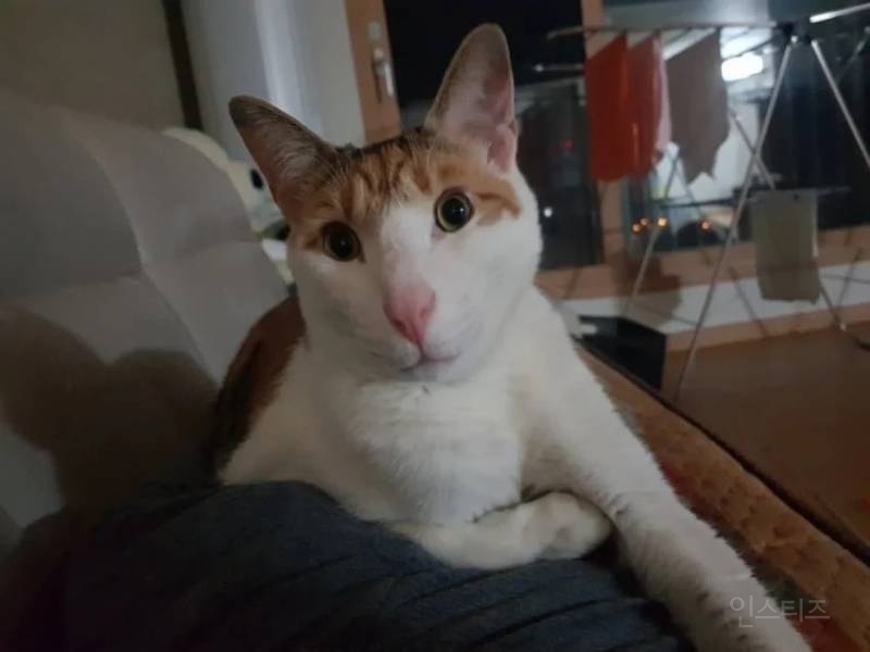 인스티즈 on Twitter: "ITZY 채령을 많이 닮은듯한 고양이 (링크에 더있어요👉) https://instiz.net/pt/7387559"
