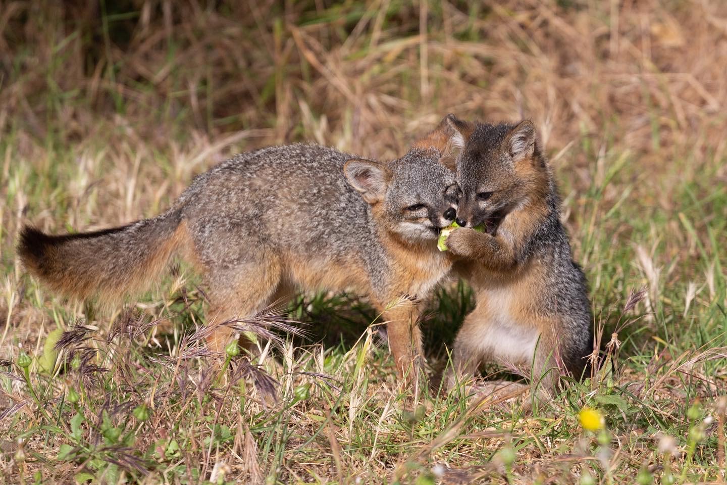 Island Fox