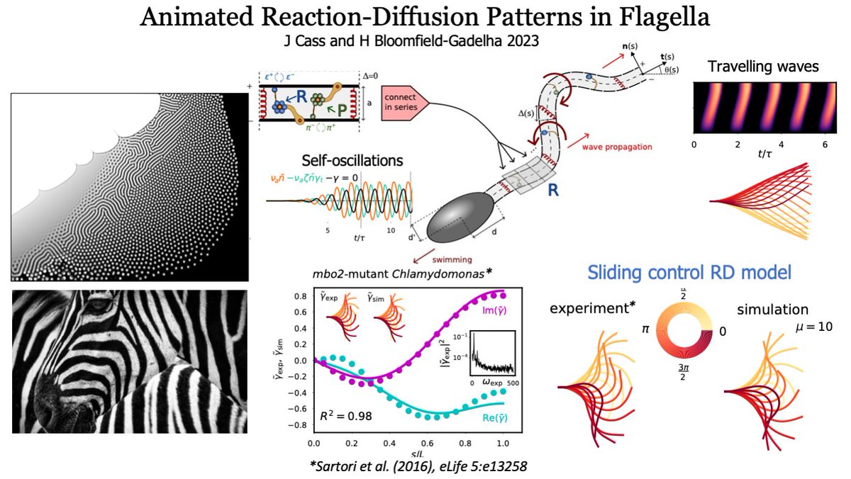 Polymaths Lab on Twitter: "Preprint‼️(Reaction) (Diffusion)🟰(Turing patterns) right? ️Well ...