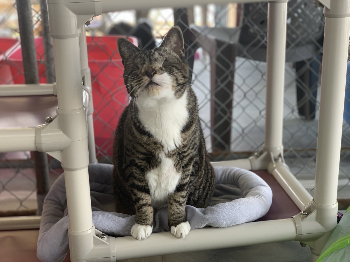 Fanfan on Twitter: "RT @BlindCatRescue: Pixie asks if you can vote for Blind Cat Rescue in the ...