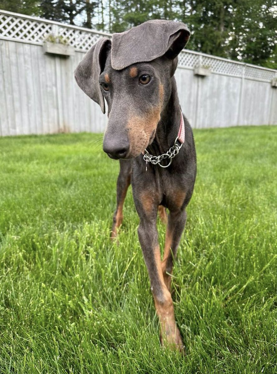 Blue Doberman Uncropped Ears