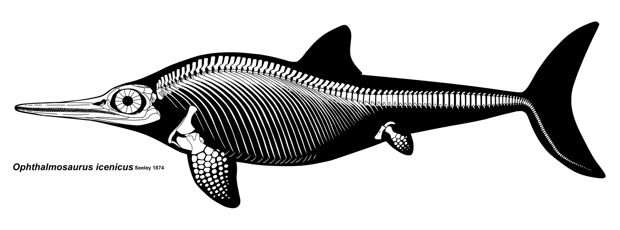 Ophthalmosaurus Skeleton