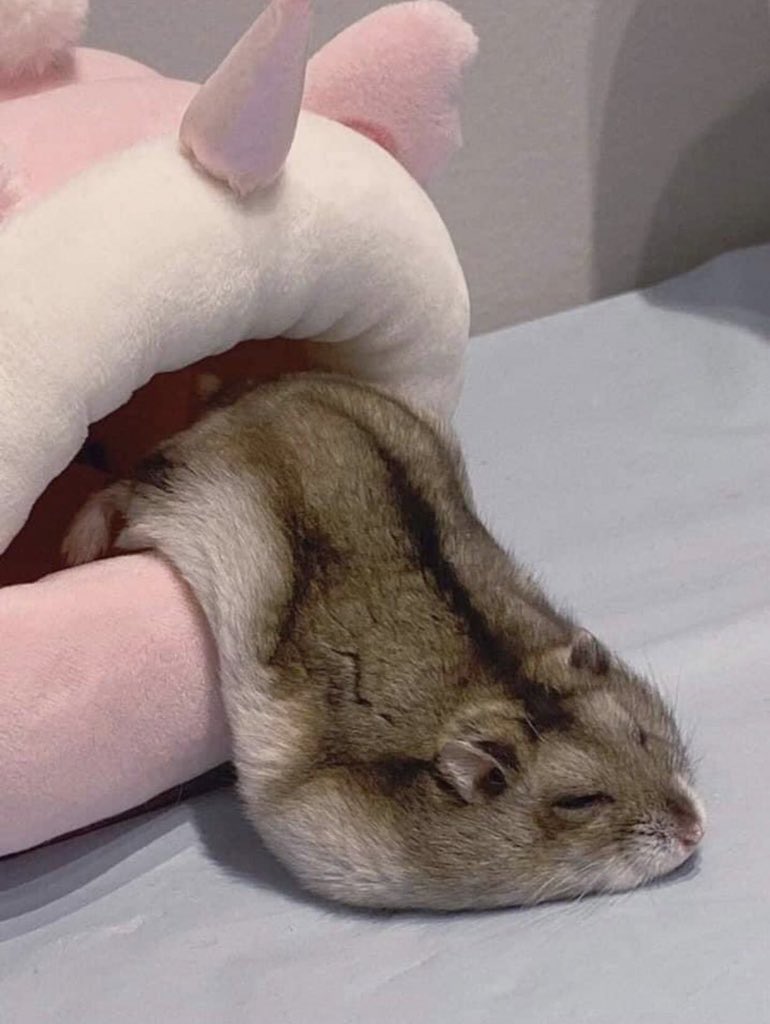 why you should have an animal on Twitter: why you should have an animal on Twitter: