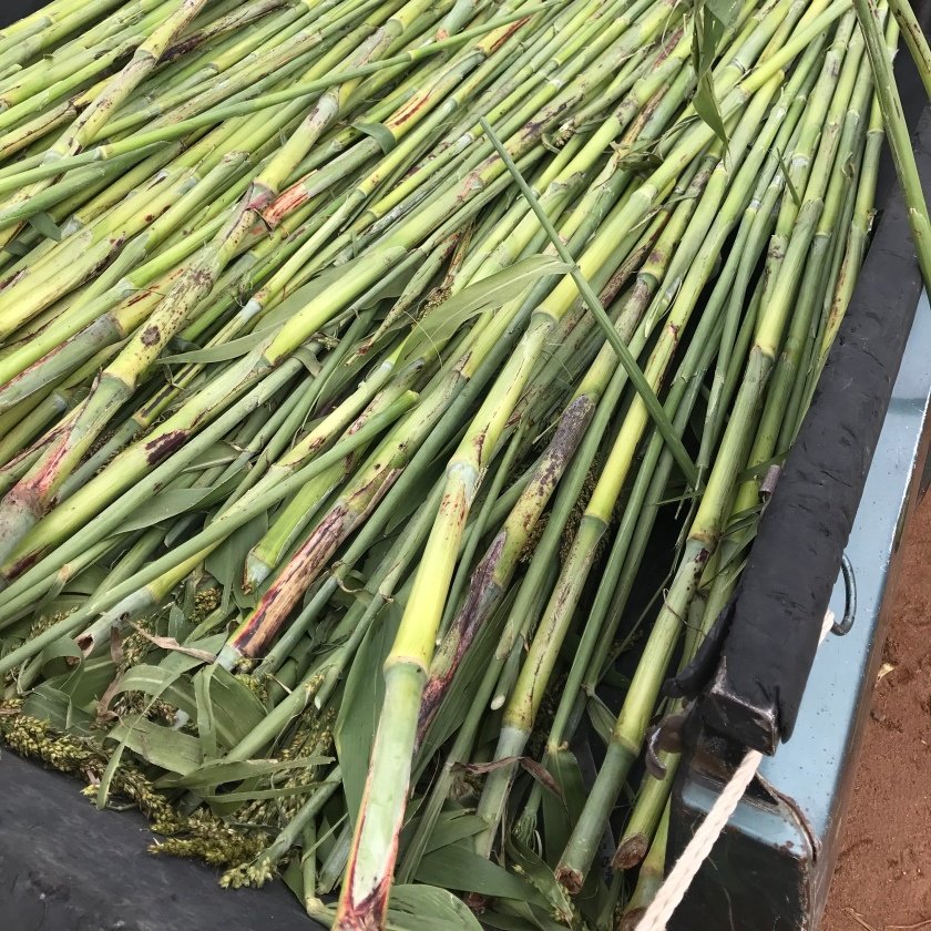 THE SYRUP MADE FROM IMFE IS BETTER THAN CANE SUGAR: In Africa iMfe was ...