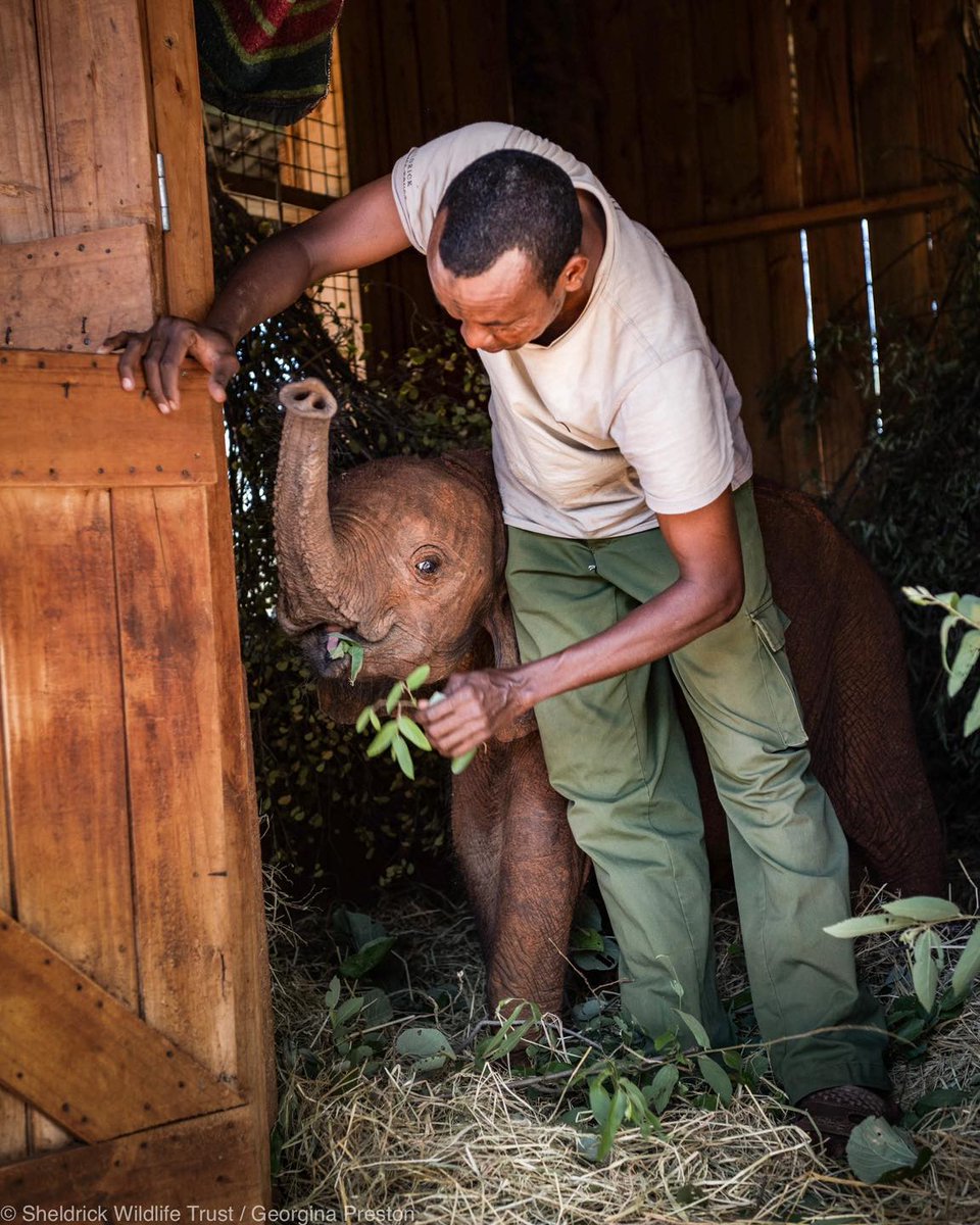 ClimateActionMom 💙🧸🏳️‍🌈🌍#righttolove💜 on Twitter: "RT @SheldrickTrust ...