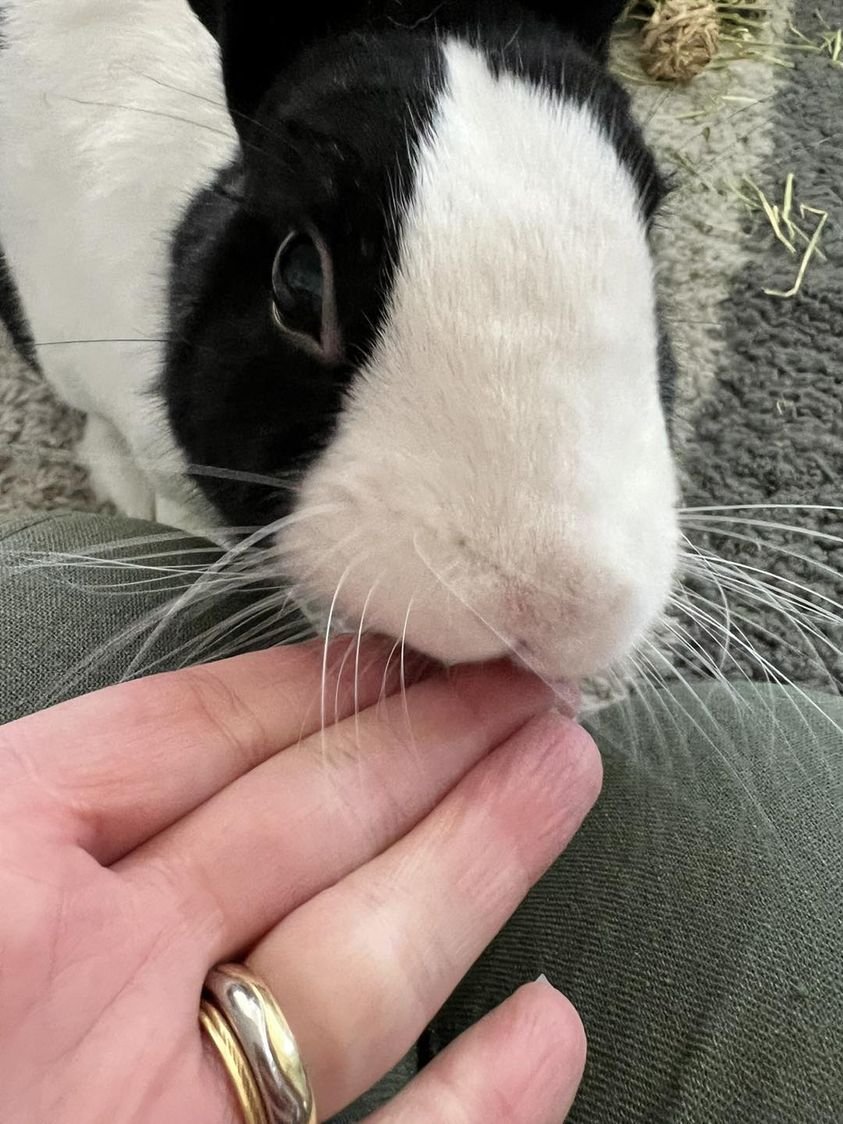 Thread by @Noahpinion on Thread Reader App – Thread Reader App