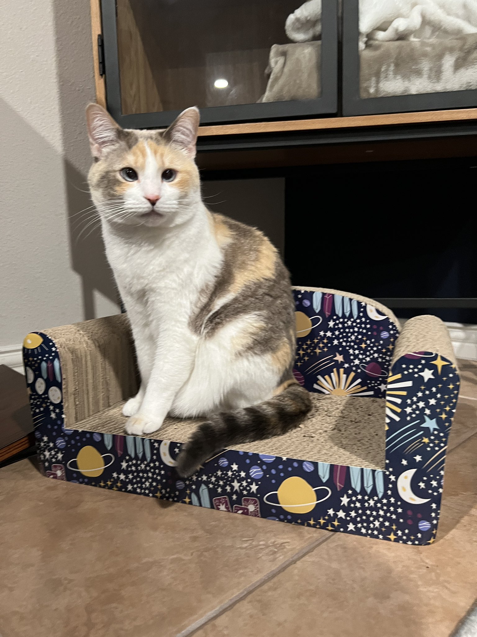 Couch Potato Cat