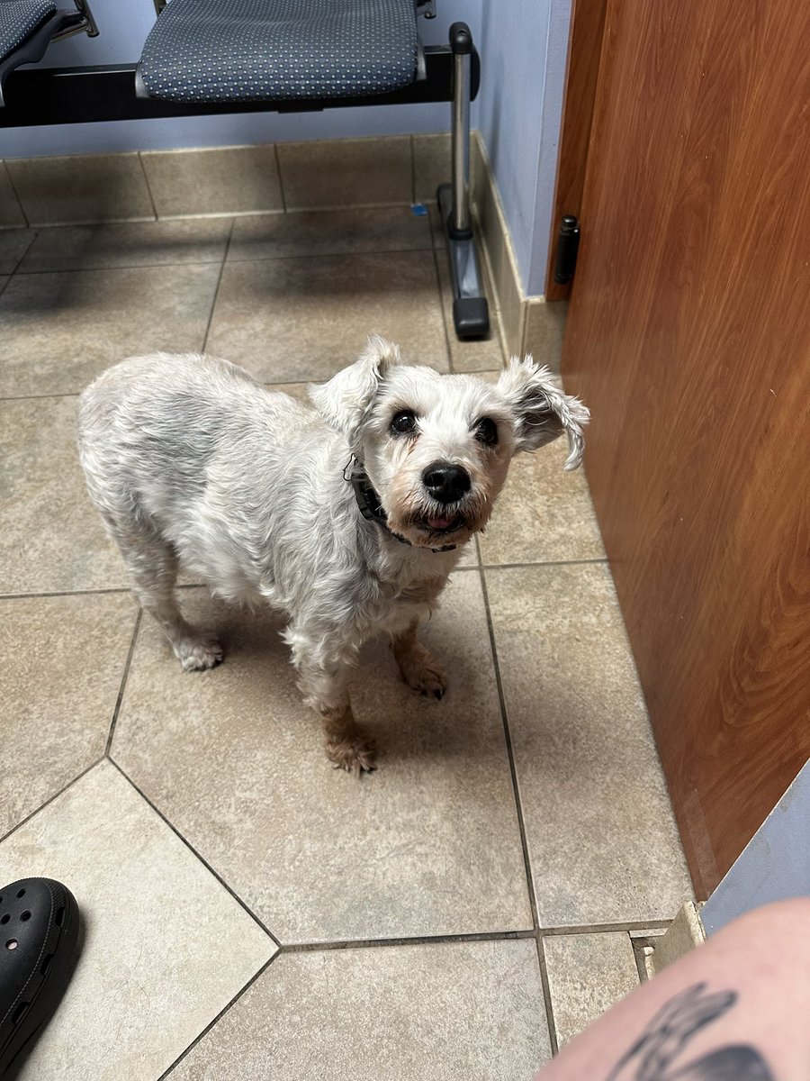 kino🜏 on Twitter: "Found an Izzy coded dog today! Good news, she’s microchipped!"