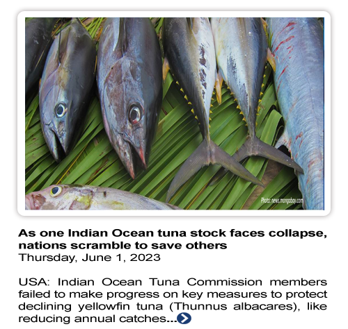 Indian Tuna Fish Images