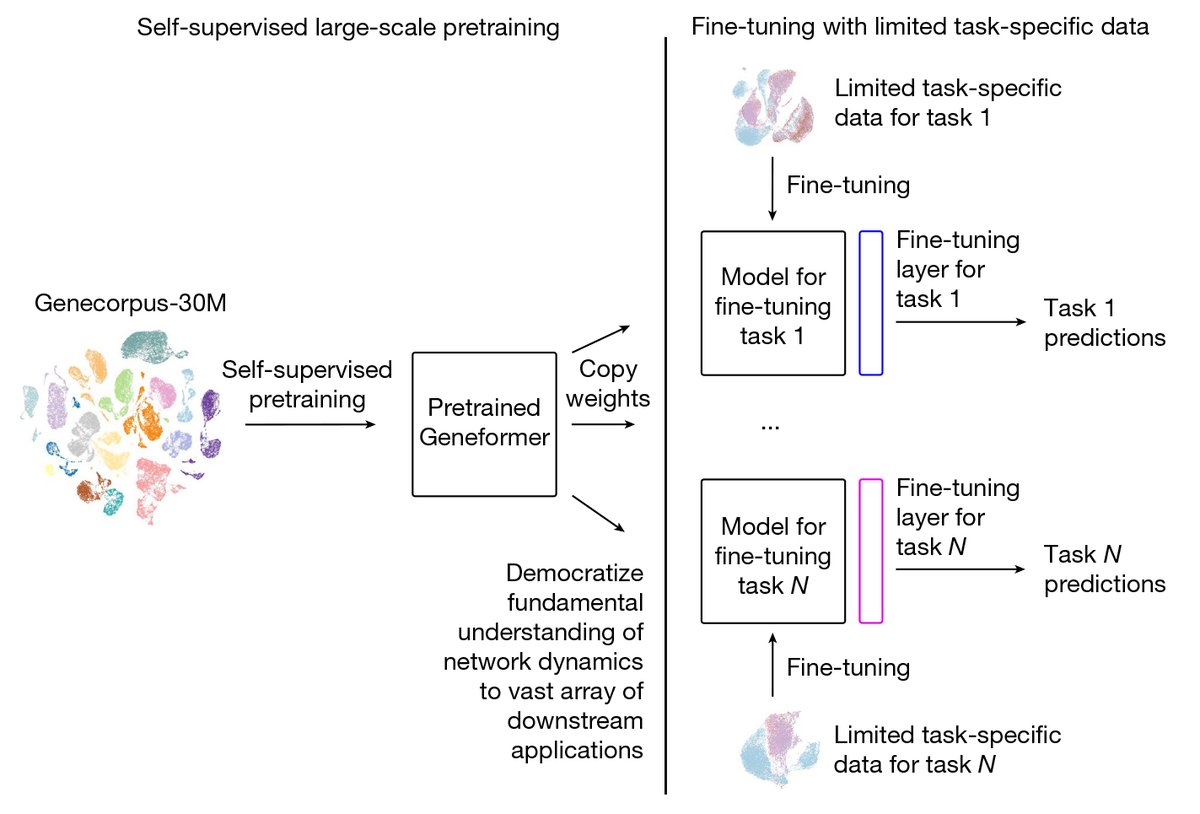 Theodoris Lab on Twitter: "We are excited to share Geneformer, our foundation model pretrained ...