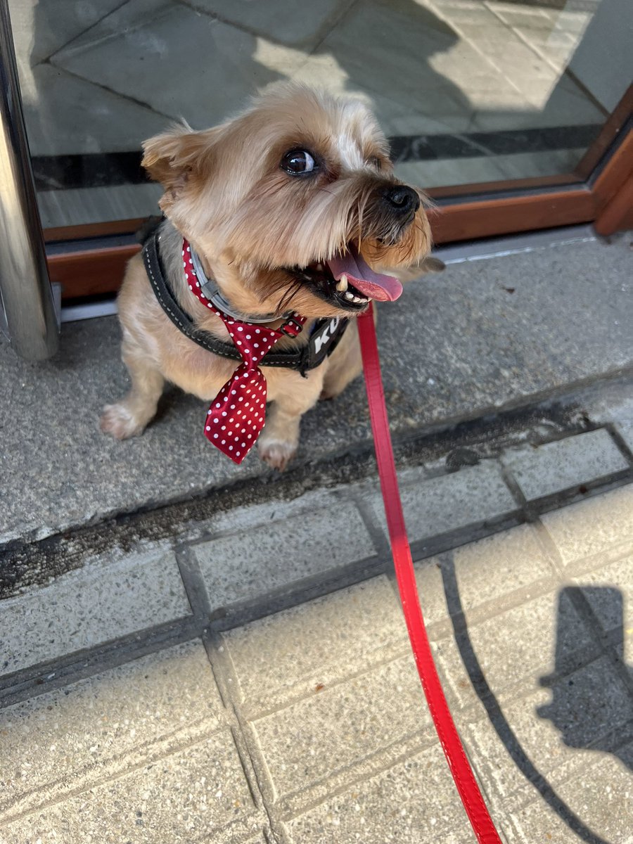 Rubén F. Leyenda (Musashi1990) on Twitter: "He llevado a Kuro a la perruquería y me lo han ...