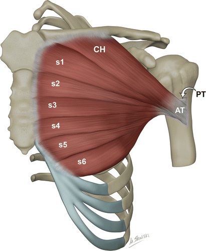 Pectoralis Major Origin And Insertion