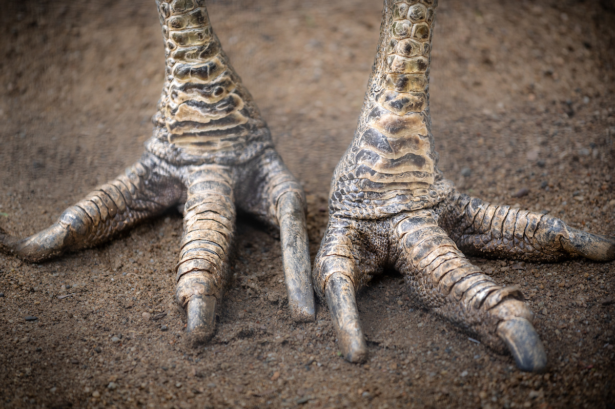 Cassowary Feet