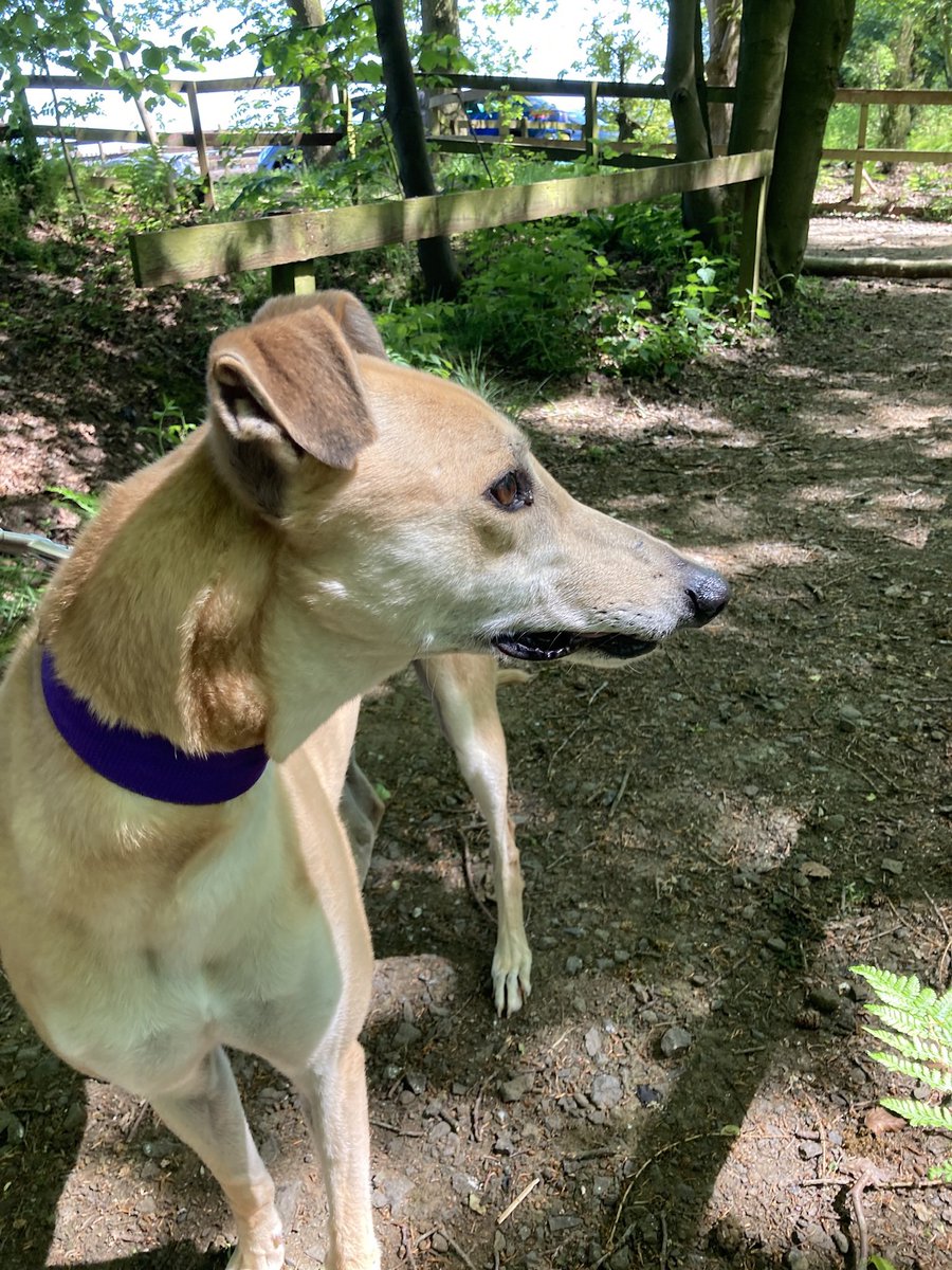 Greyhound Rescue Fife on Twitter: Greyhound Rescue Fife on Twitter: