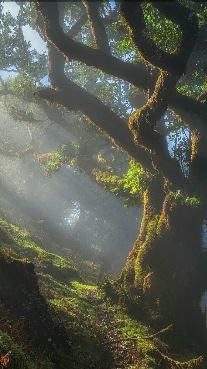 Arataki🌷⚢ Trans Kaveh Enjoyer On Twitter Rt Lesbianinnature 💌 For