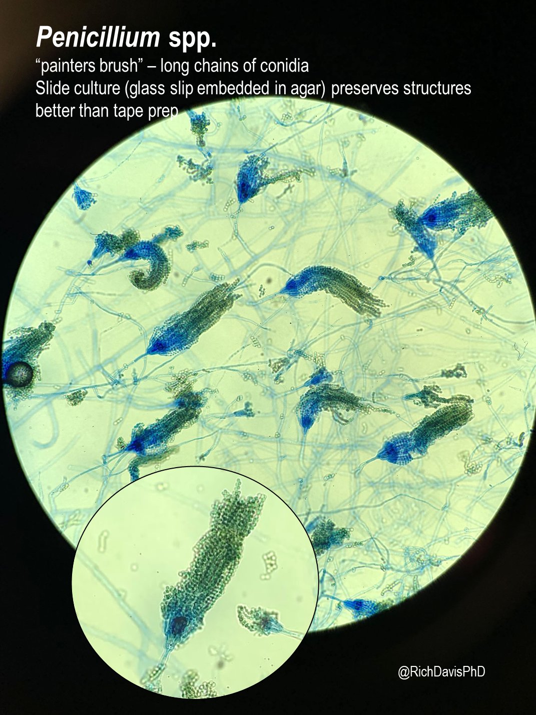 Penicillium Slide