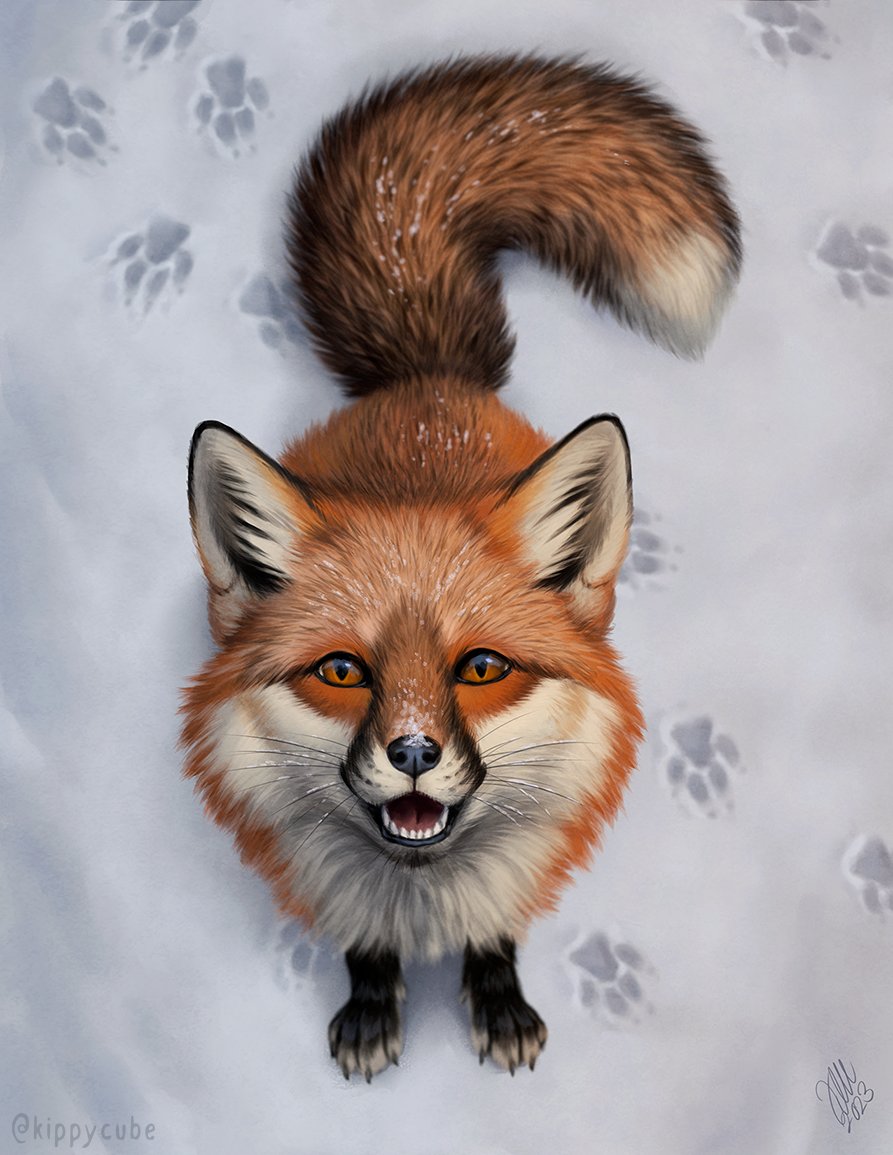 Kippy 🦊☕️ on Twitter: "Snacks? 🦊🍪 https://t.co/1Kwhkb7fXC" / Twitter