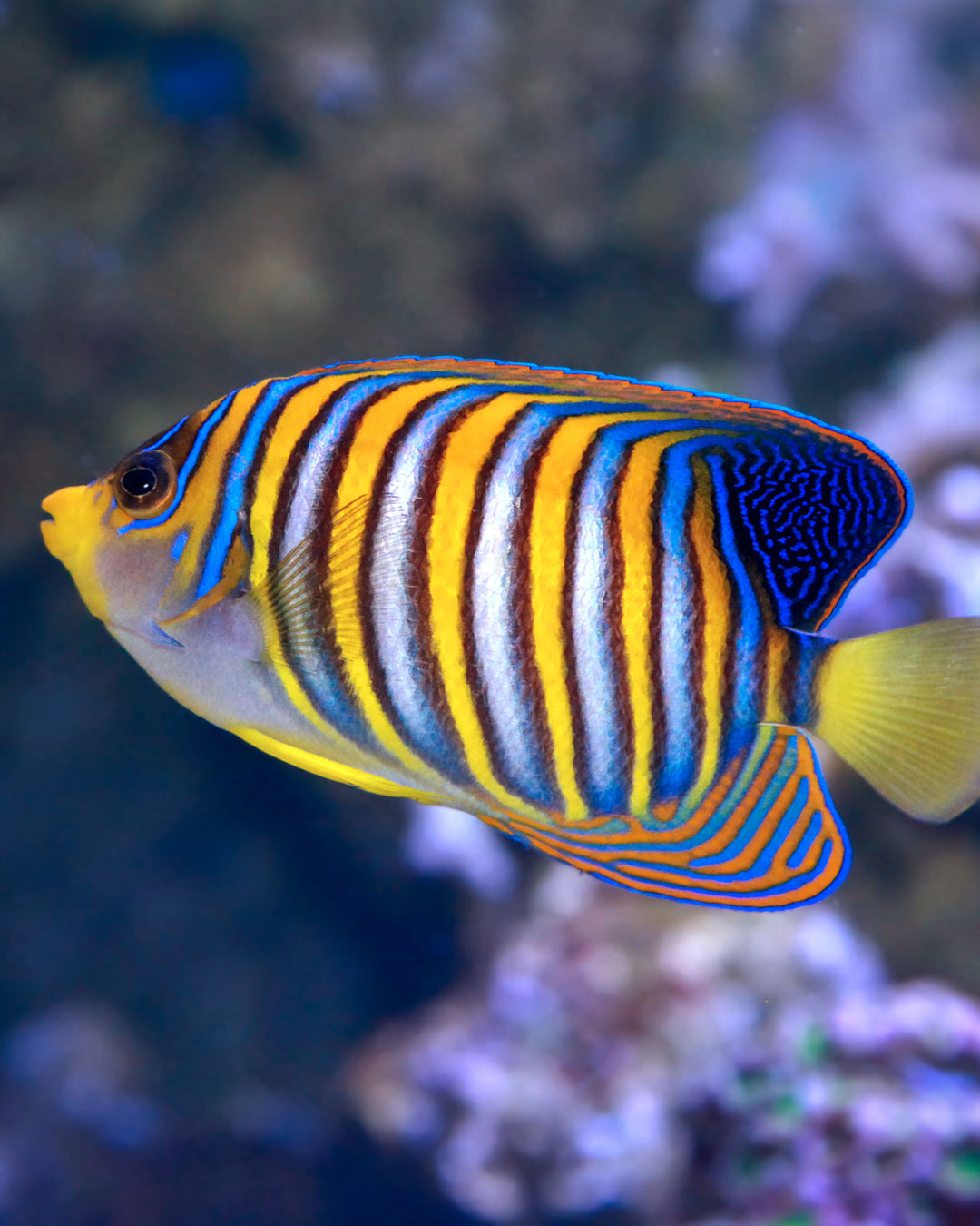 Coral Reef Fish Yellow