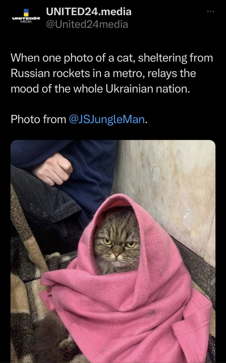 Decodïngtrolls On Twitter ⚡️netflix Future For Ukrainian Cat A