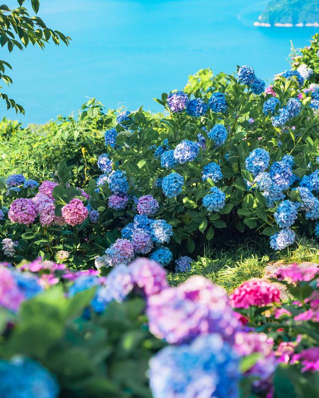 @Tsubasa on Twitter: "RT @Lemon8_Japan: 【香川】息を呑むほど絶景すぎる紫陽花スポット！ 香川県三豊市にある紫雲出山🏔 桜で有名な場所ですが あじさいも ...