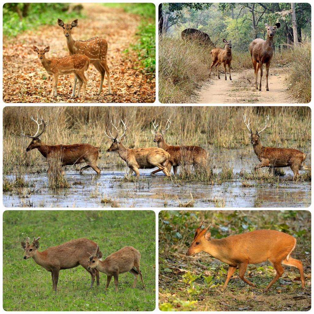 Different Species Of Deer