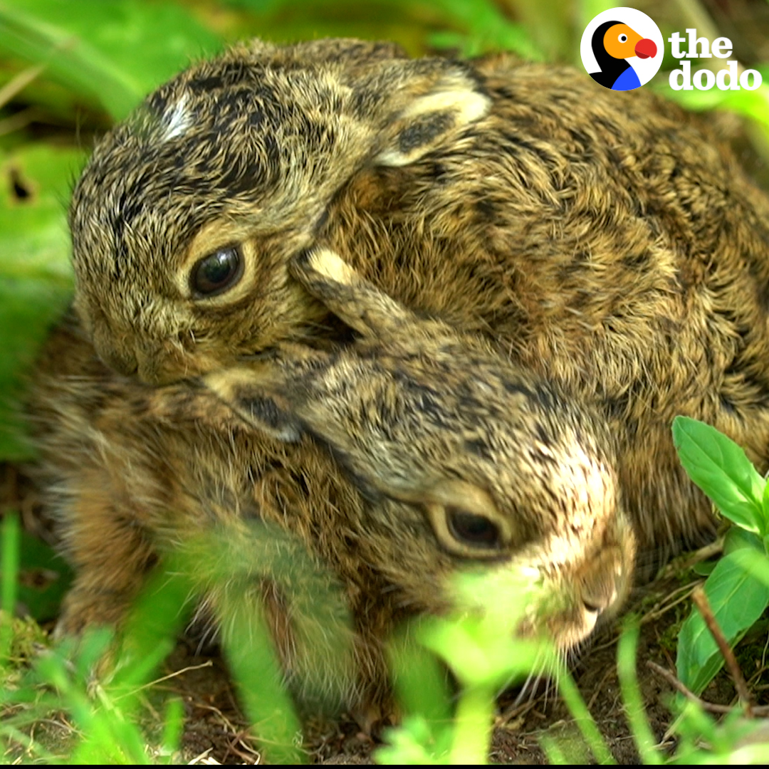 Lukas Knöfler 💙💛 on Twitter: "RT @dodo: Watch this mama hare save her baby from an owl 😮 Special ...