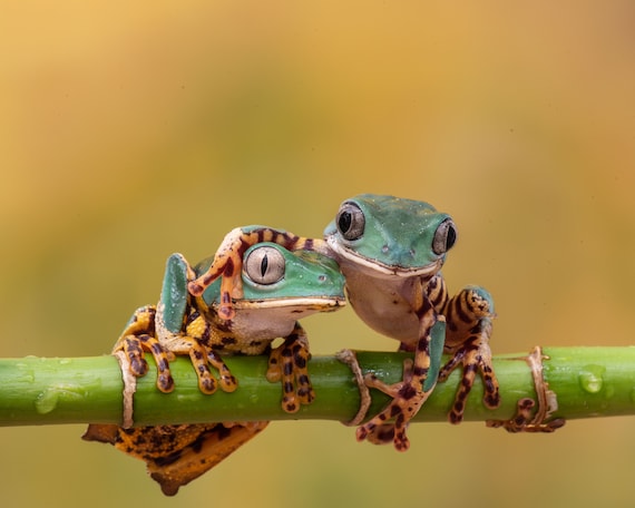 Two Happy Frogs