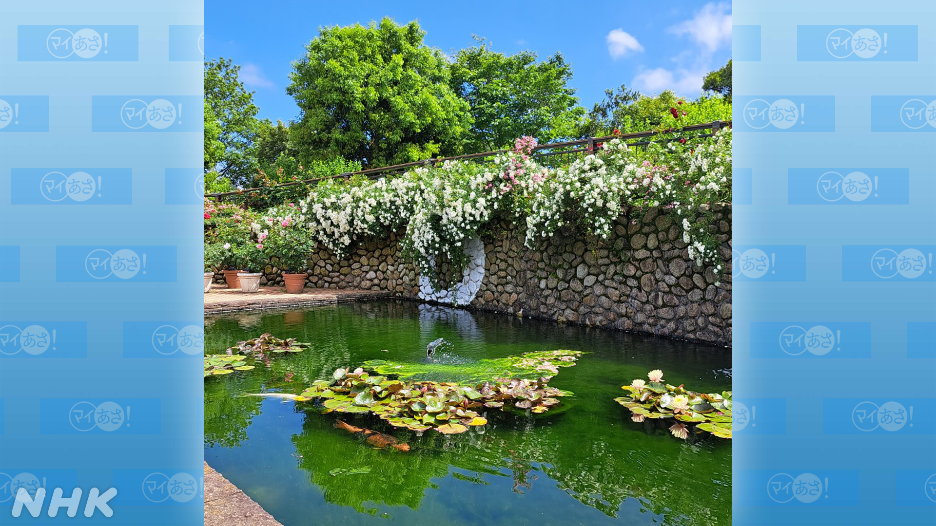 NHKラジオニュース on Twitter: "#マイあさ 平塚市にある花菜ガーデン。お花と緑のお庭です。 https://t.co/2QC7sSicOO https://t.co ...