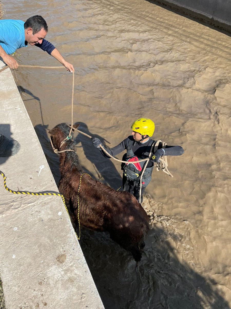 Bomberos de Chile on Twitter: "𝗥𝗘𝗦𝗖𝗔𝗧𝗘 𝗔𝗡𝗜𝗠𝗔𝗟 | El @BomberosNunoa se desplegó en la comuna de La ...